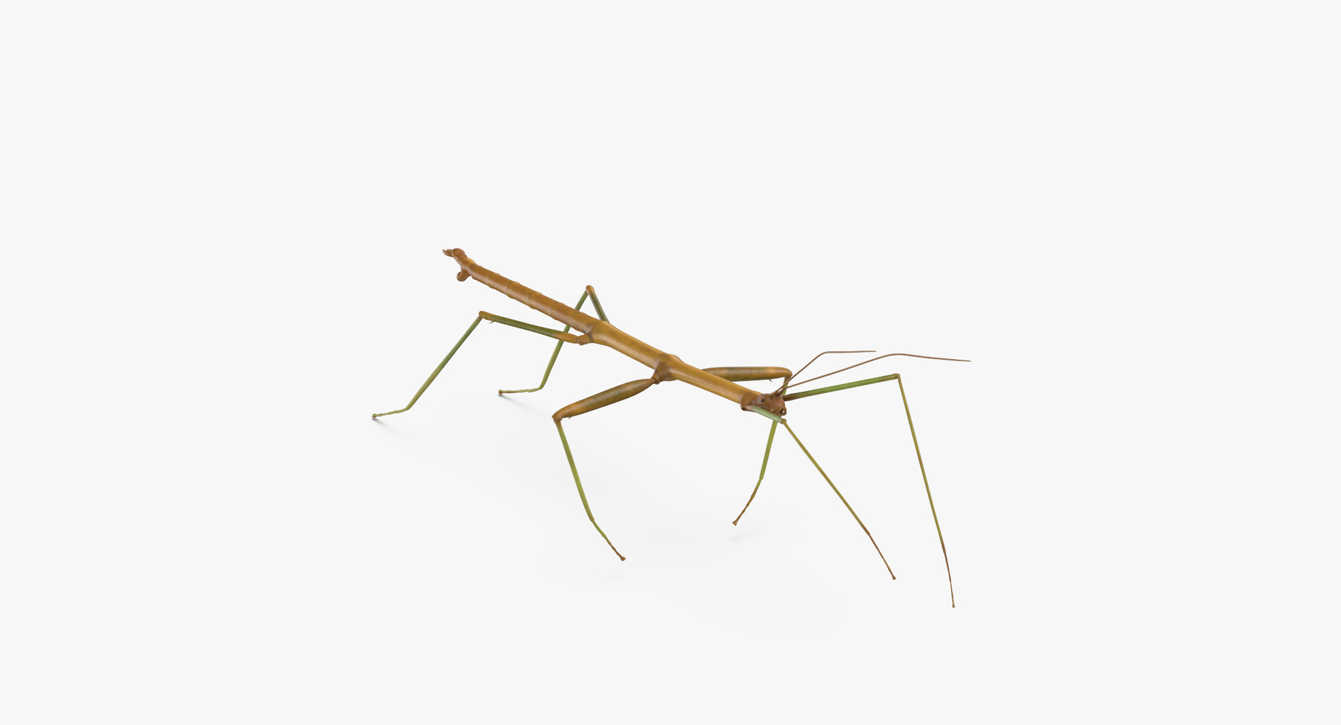 3D Walkingstick Walking 01 Model - TurboSquid 1375574
