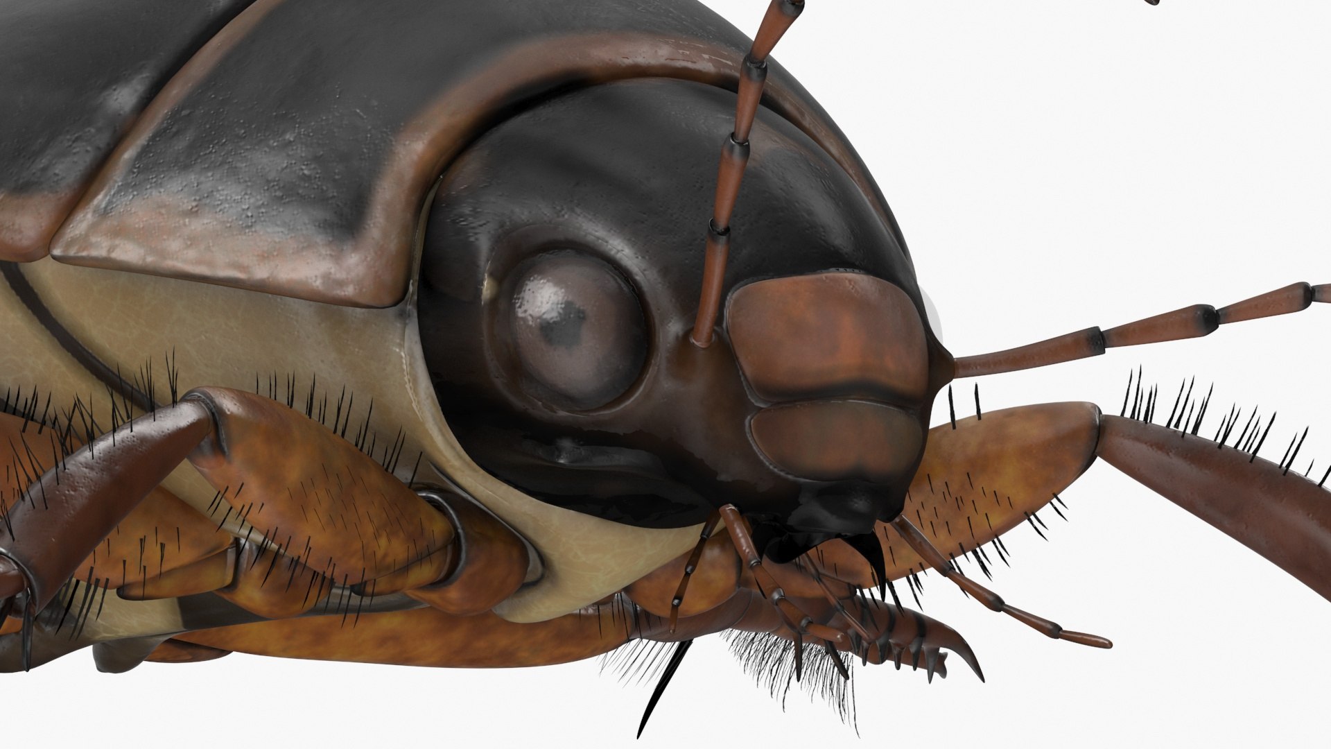 3D Screech Beetle Black Realistic Rigged Model - TurboSquid 2249664