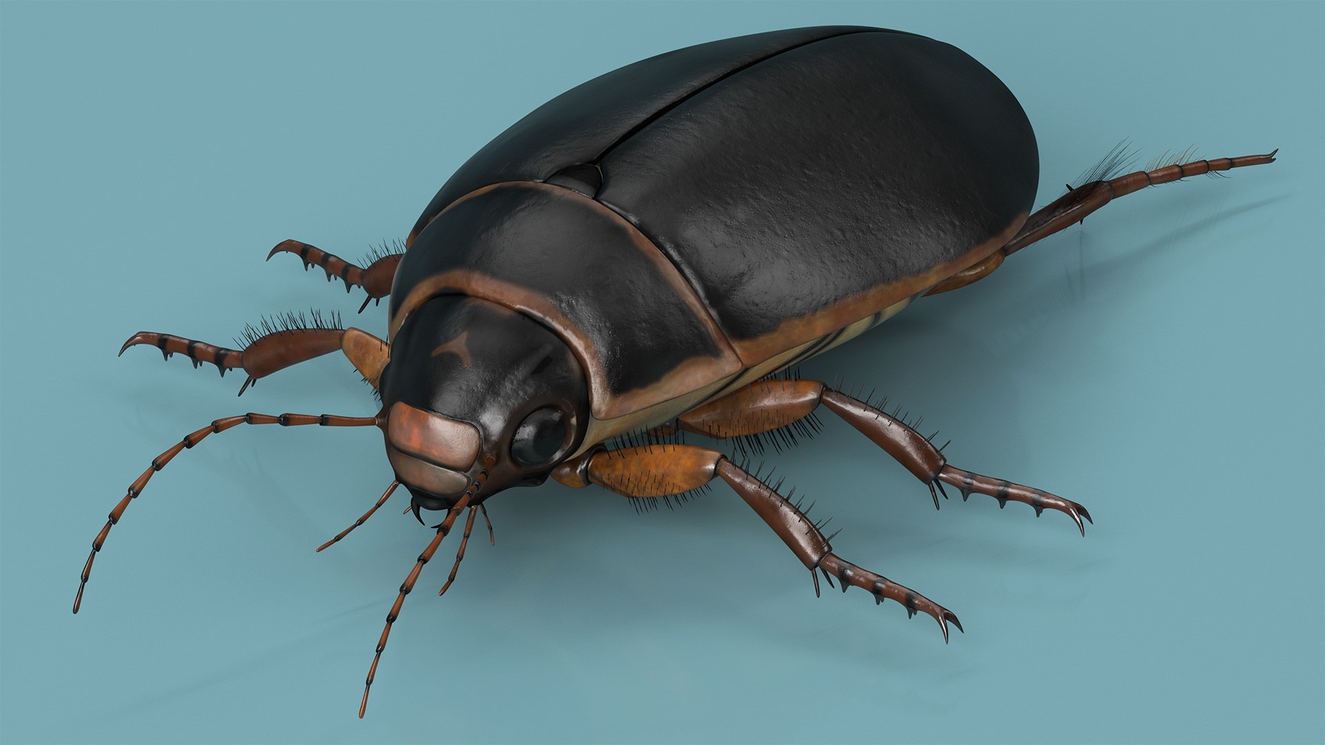 3D Screech Beetle Black Realistic Rigged Model - TurboSquid 2249664