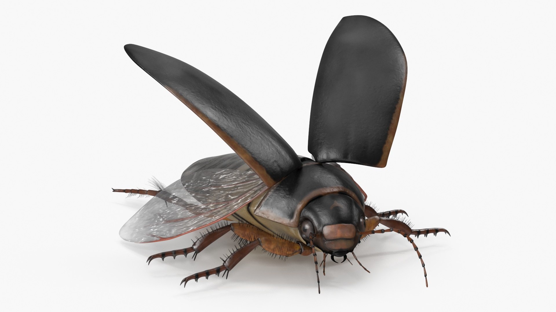 3D Screech Beetle Black Realistic Rigged Model - TurboSquid 2249664