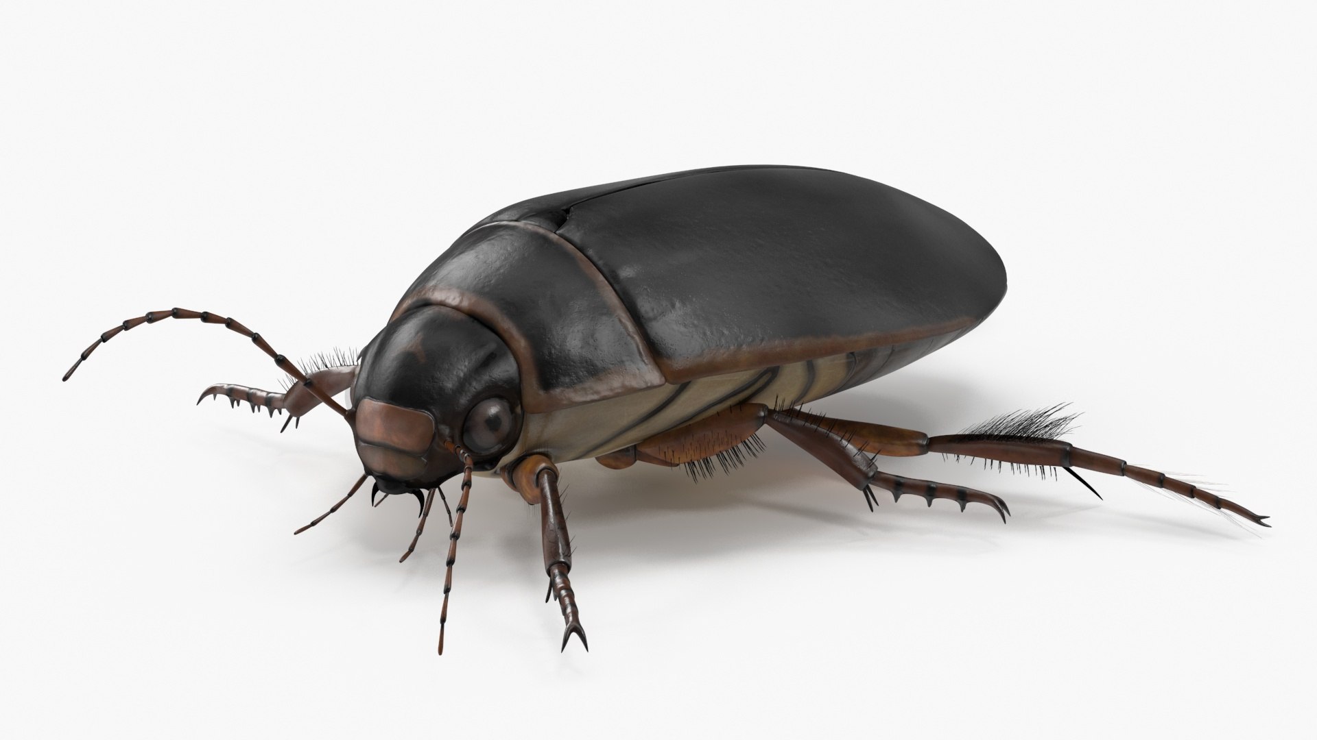 3D Screech Beetle Black Realistic Rigged Model - TurboSquid 2249664
