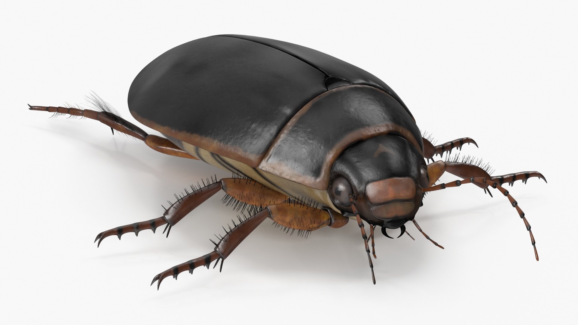 3D Screech Beetle Black Realistic Rigged Model - TurboSquid 2249664
