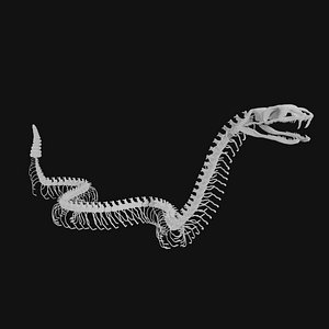 3D Snake Skeleton - TurboSquid 1991845