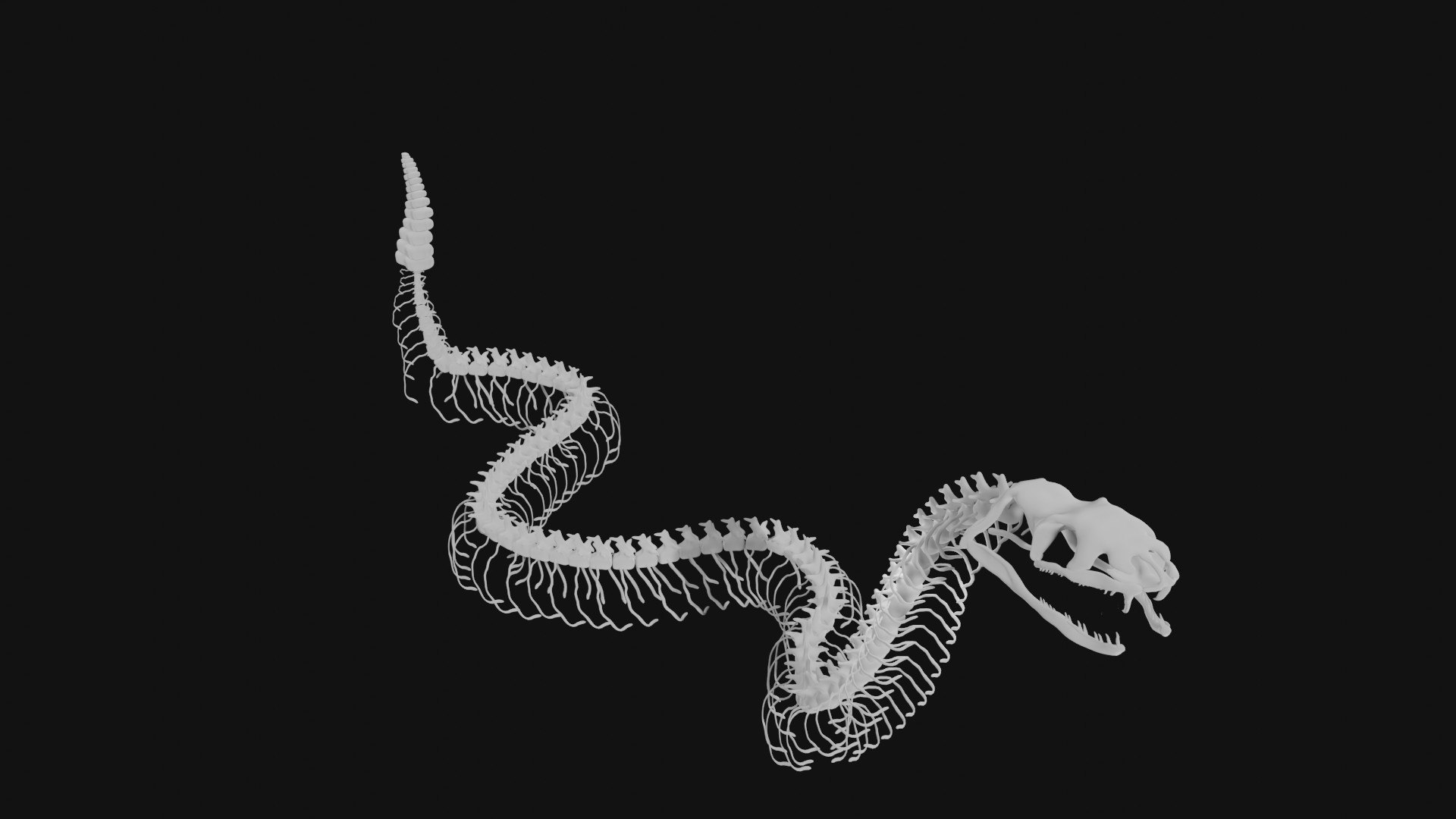 Rattle Snake Skeleton 3D Model - TurboSquid 1990995