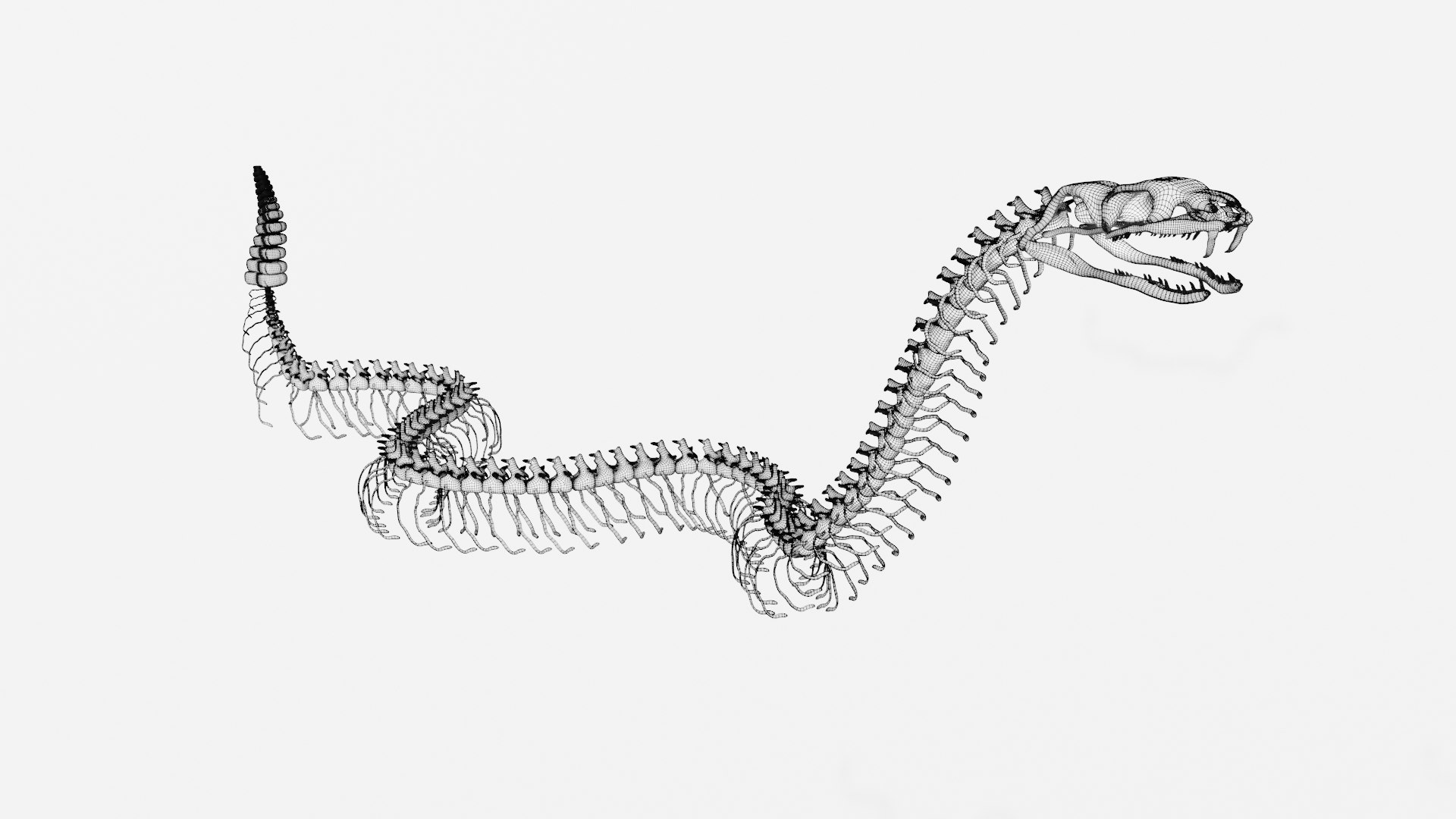 Rattle Snake Skeleton 3D Model - TurboSquid 1990995