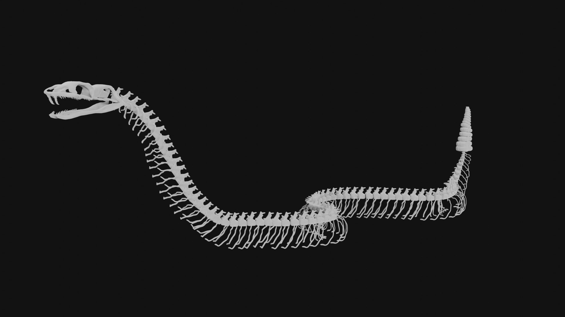 Rattle Snake Skeleton 3D Model - TurboSquid 1990995