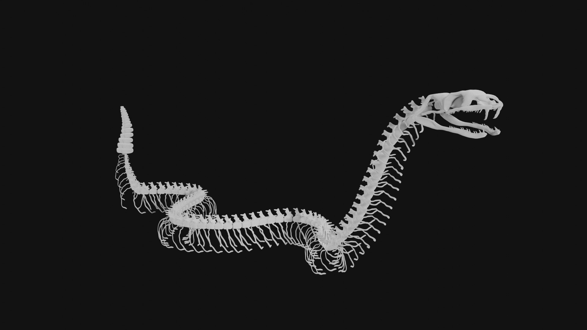 Rattle Snake Skeleton 3D Model - TurboSquid 1990995