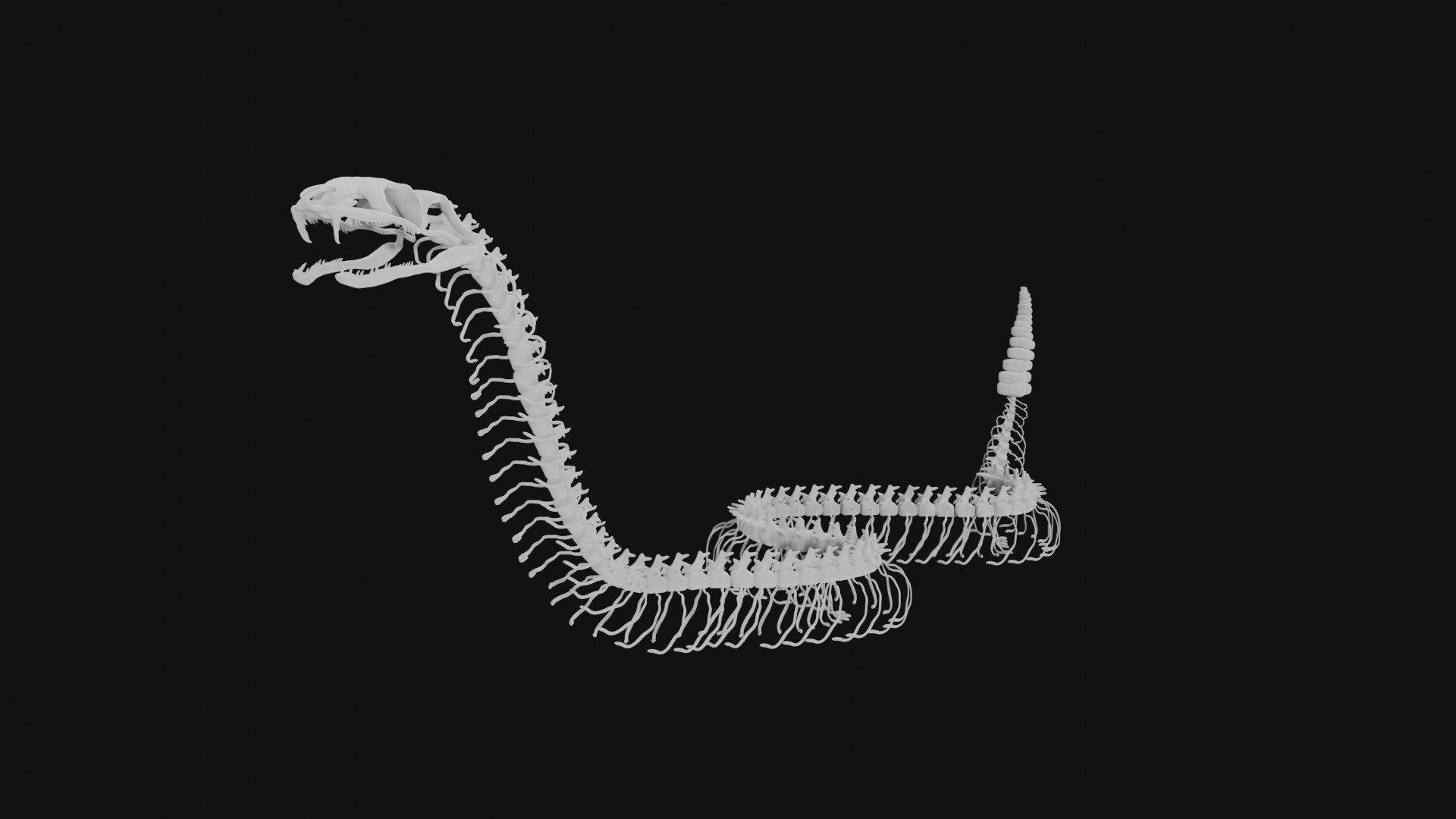 Rattle Snake Skeleton 3D Model - TurboSquid 1990995