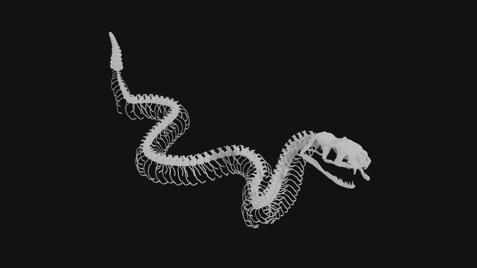 Rattle Snake Skeleton 3D Model - TurboSquid 1990995