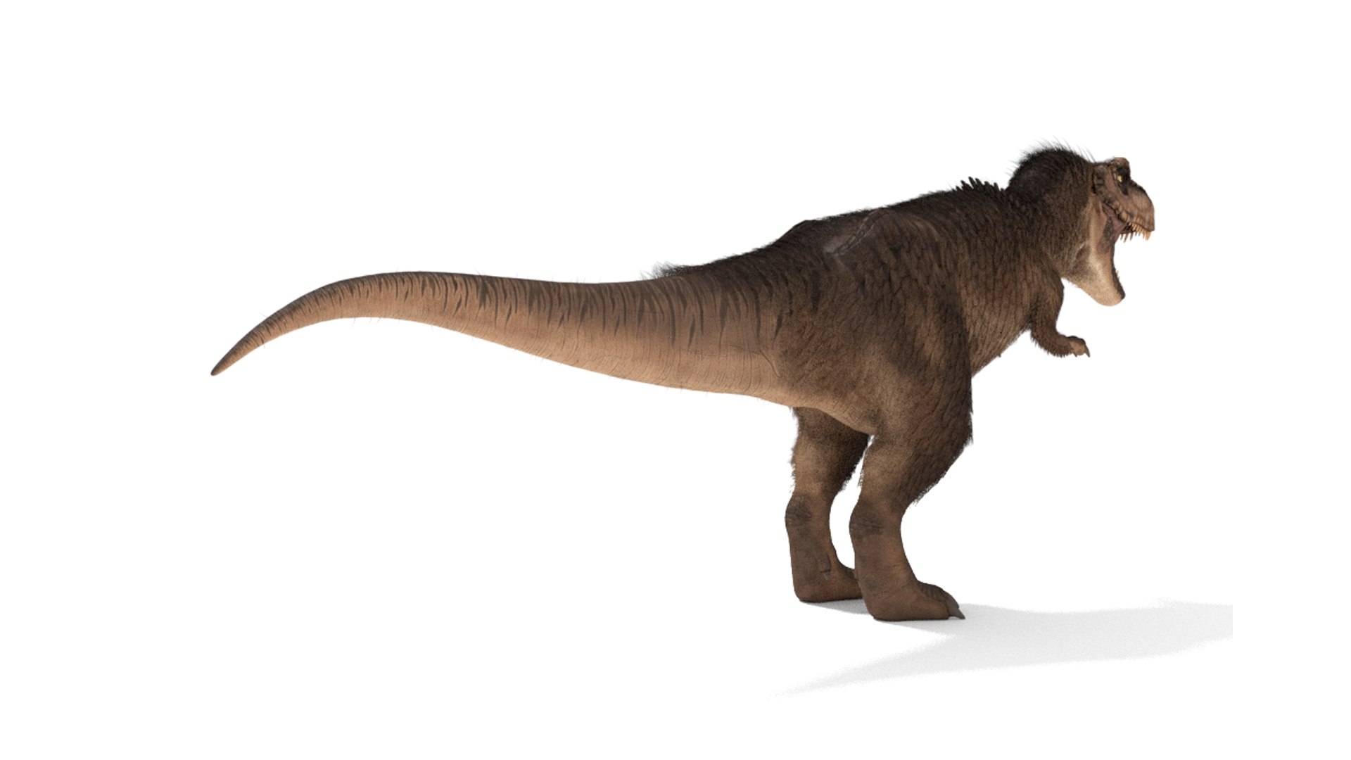 3D Tyrannosaurus Rex Fur - TurboSquid 1559809