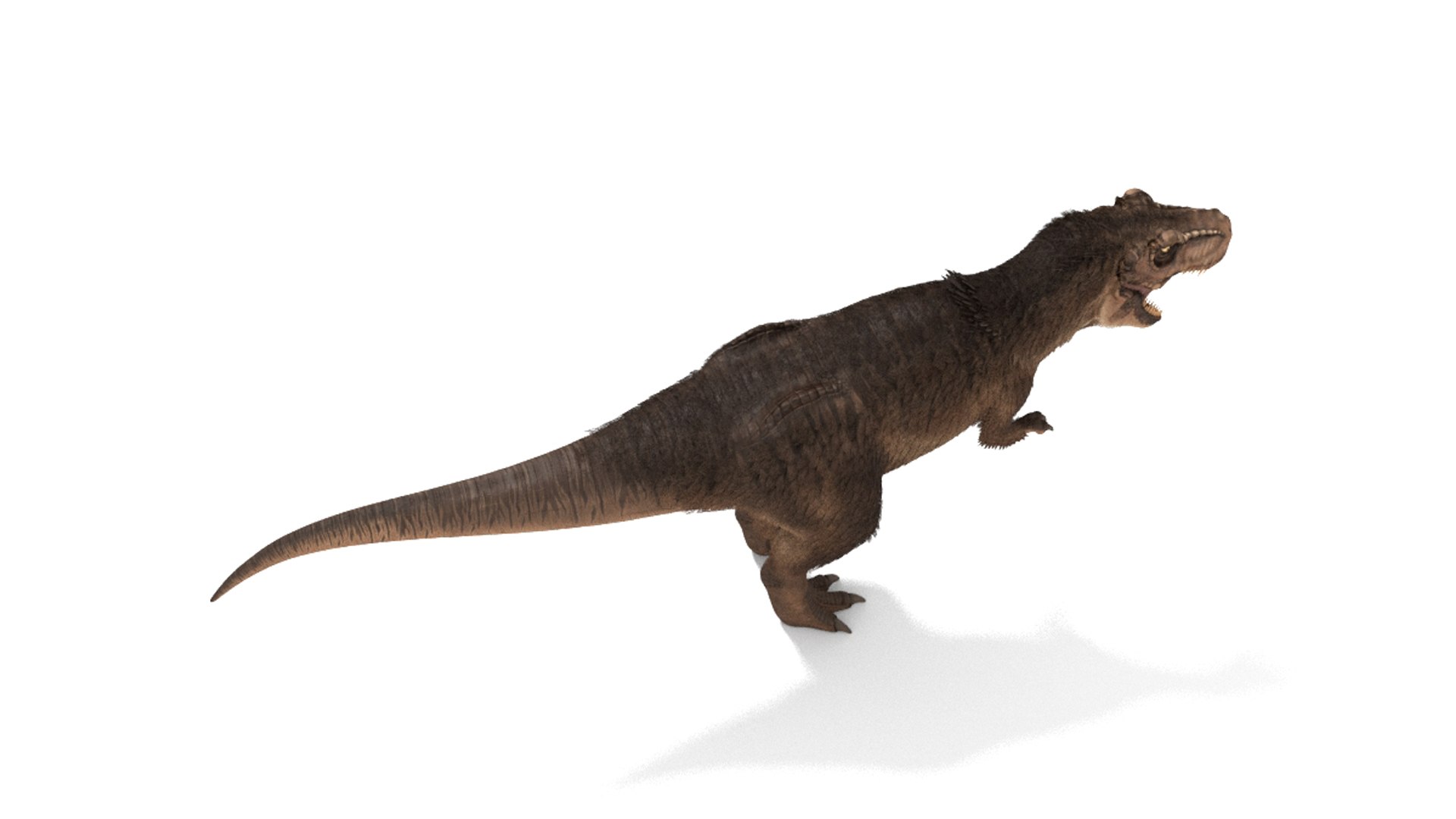 3D Tyrannosaurus Rex Fur - TurboSquid 1559809