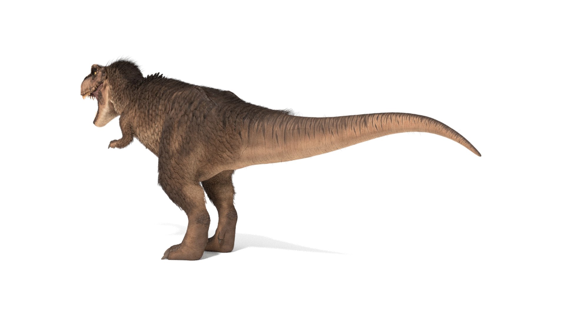 3D Tyrannosaurus Rex Fur - TurboSquid 1559809