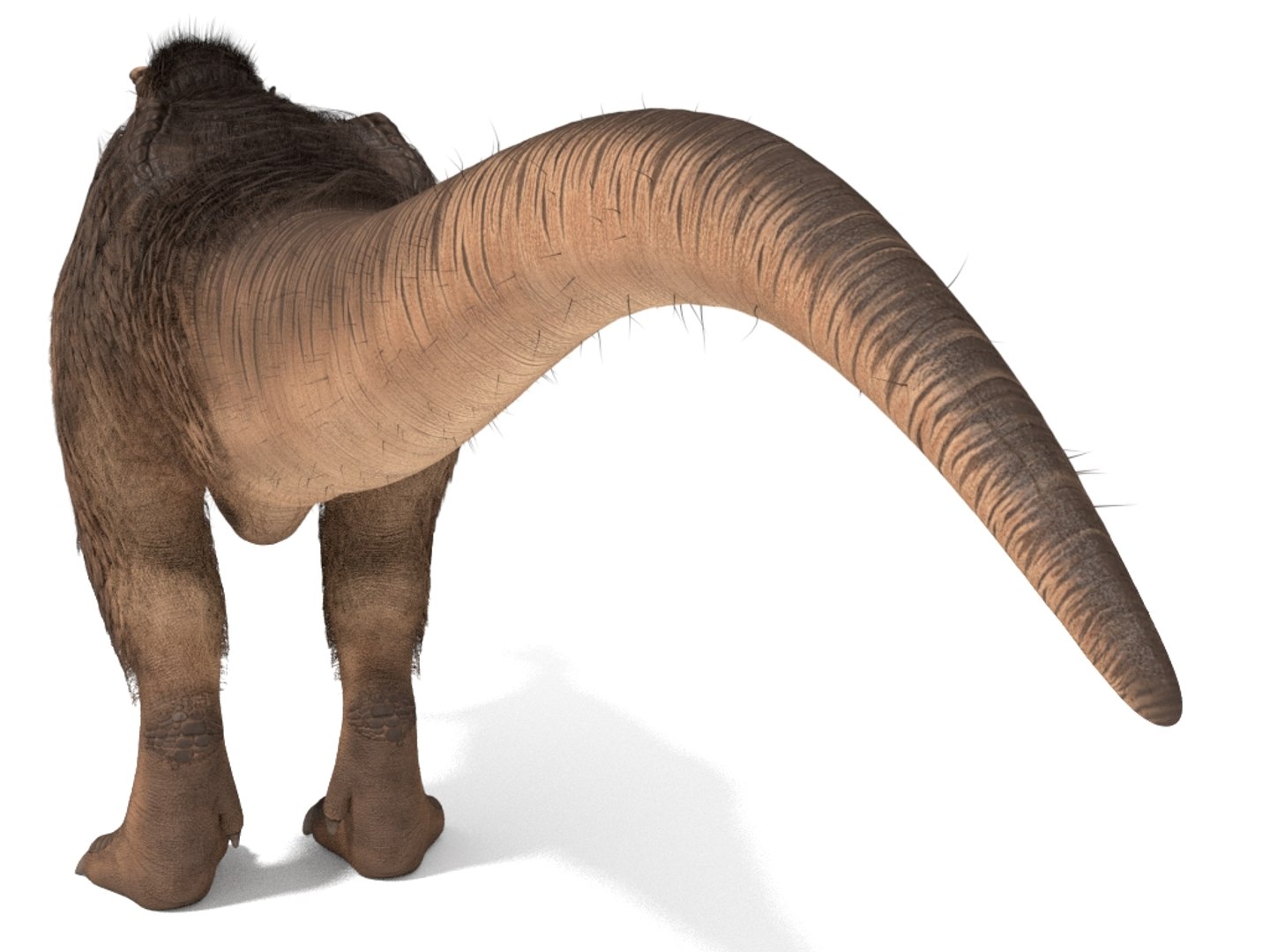 3D Tyrannosaurus Rex Fur - TurboSquid 1559809