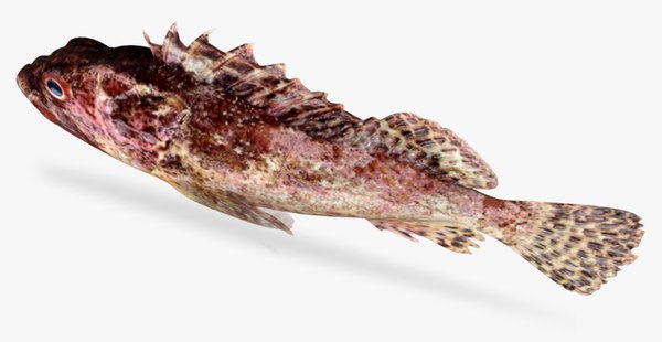 3d california scorpionfish model