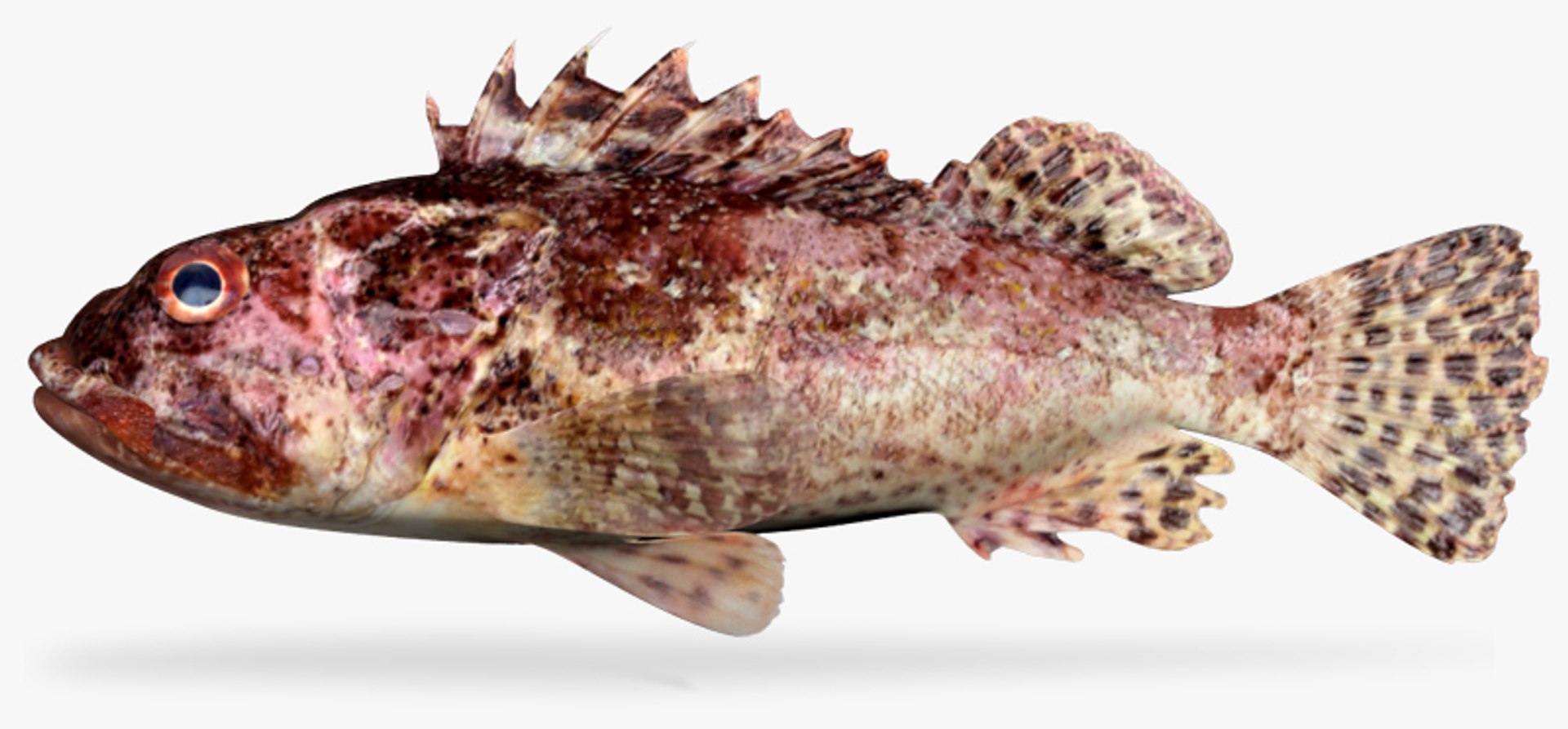 3d california scorpionfish model
