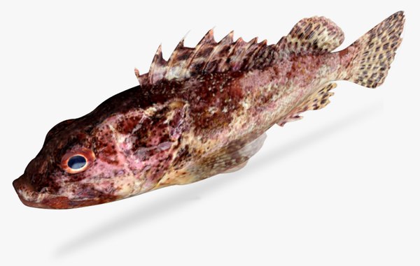 3d california scorpionfish model