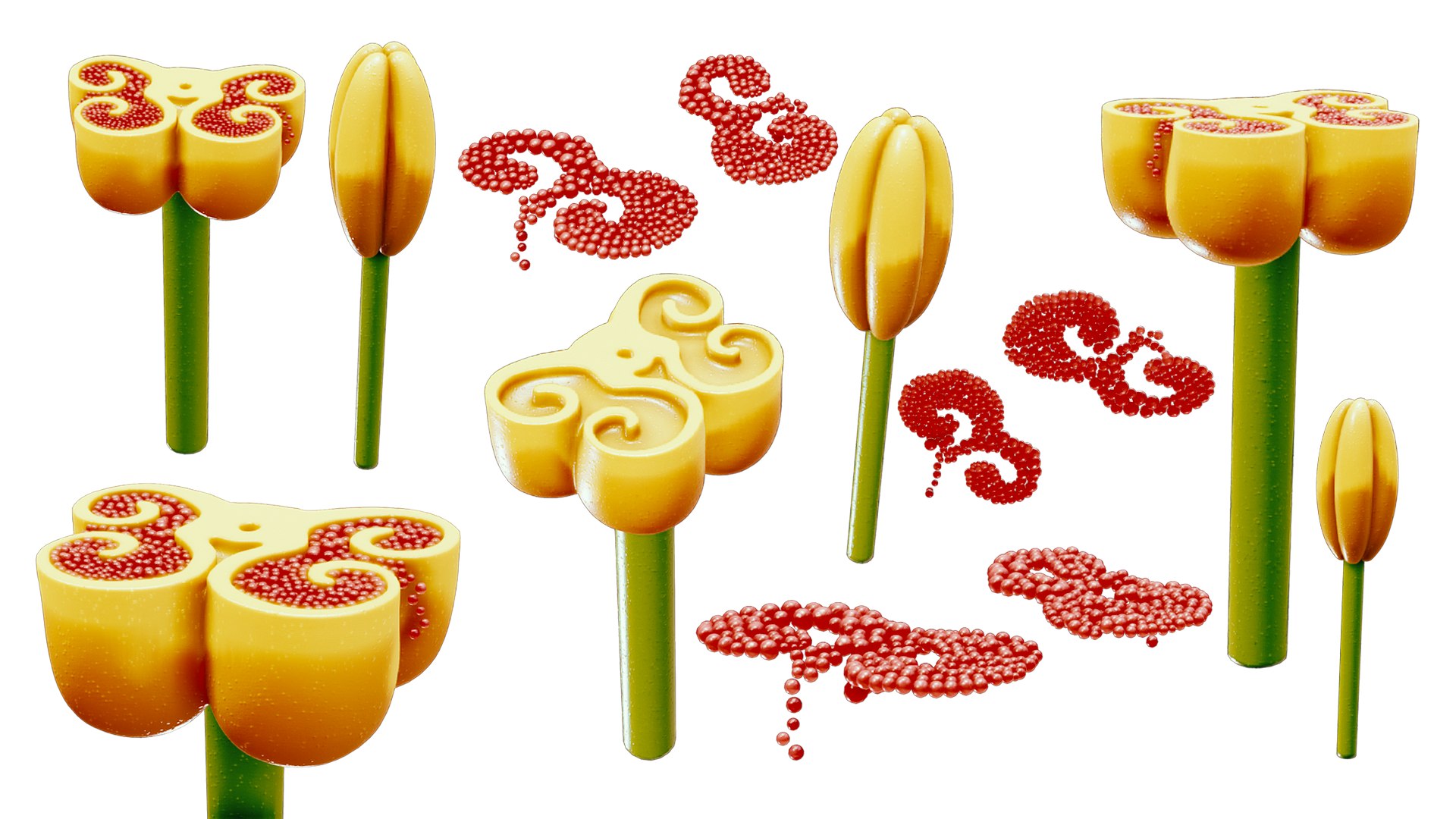 3D Model Anther Cross Section Anatomy - TurboSquid 2142342