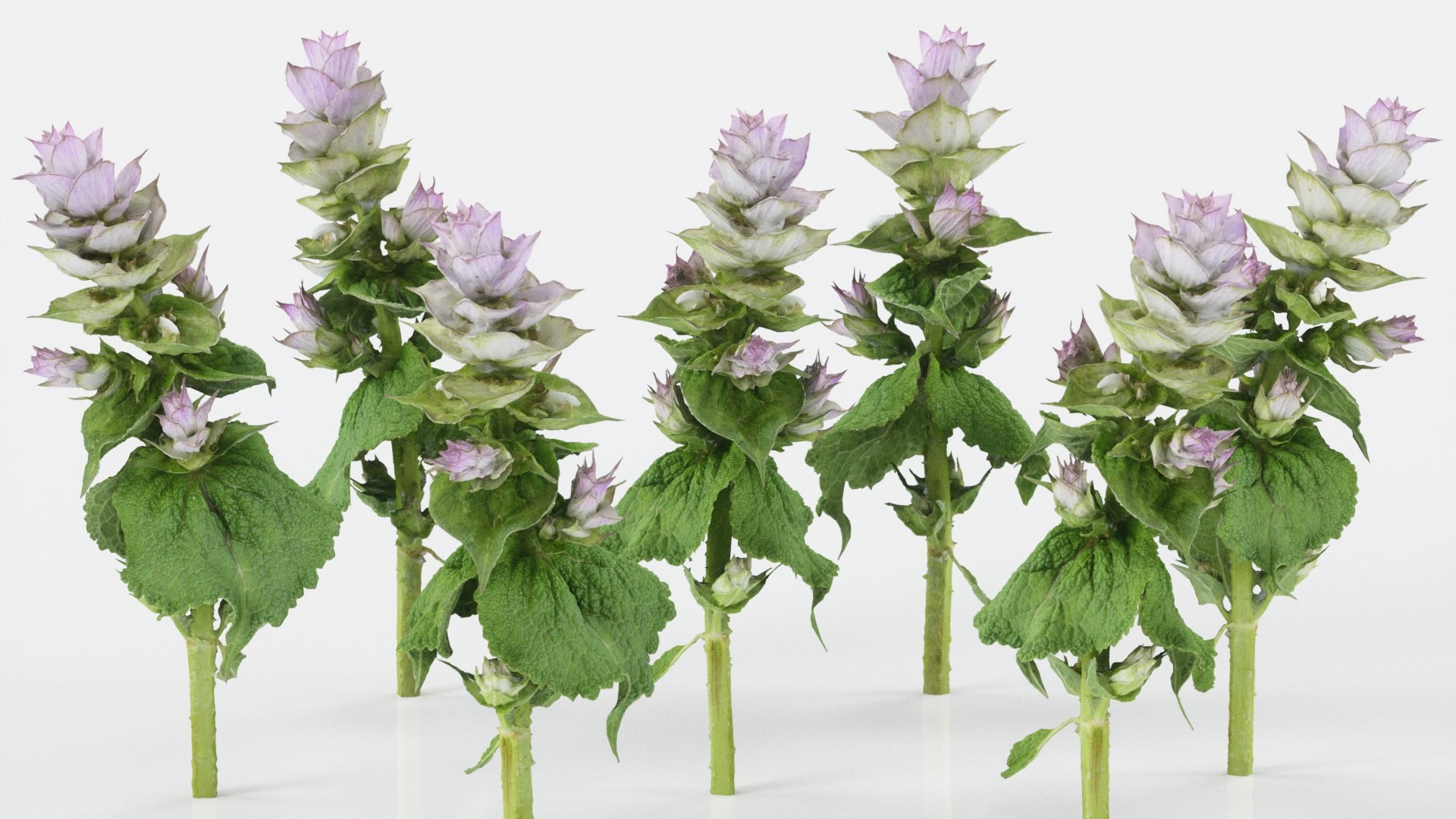 3D Beefsteak Plant - TurboSquid 1451628