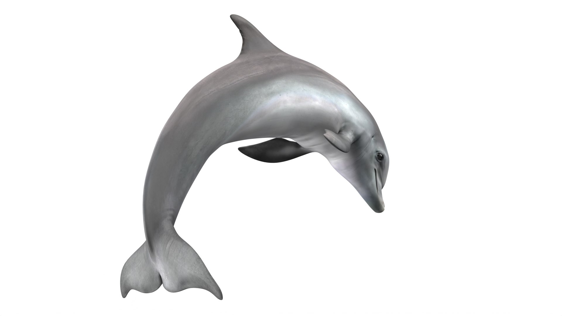 Realistic Bottlenose Dolphin Jump Model - TurboSquid 2265172