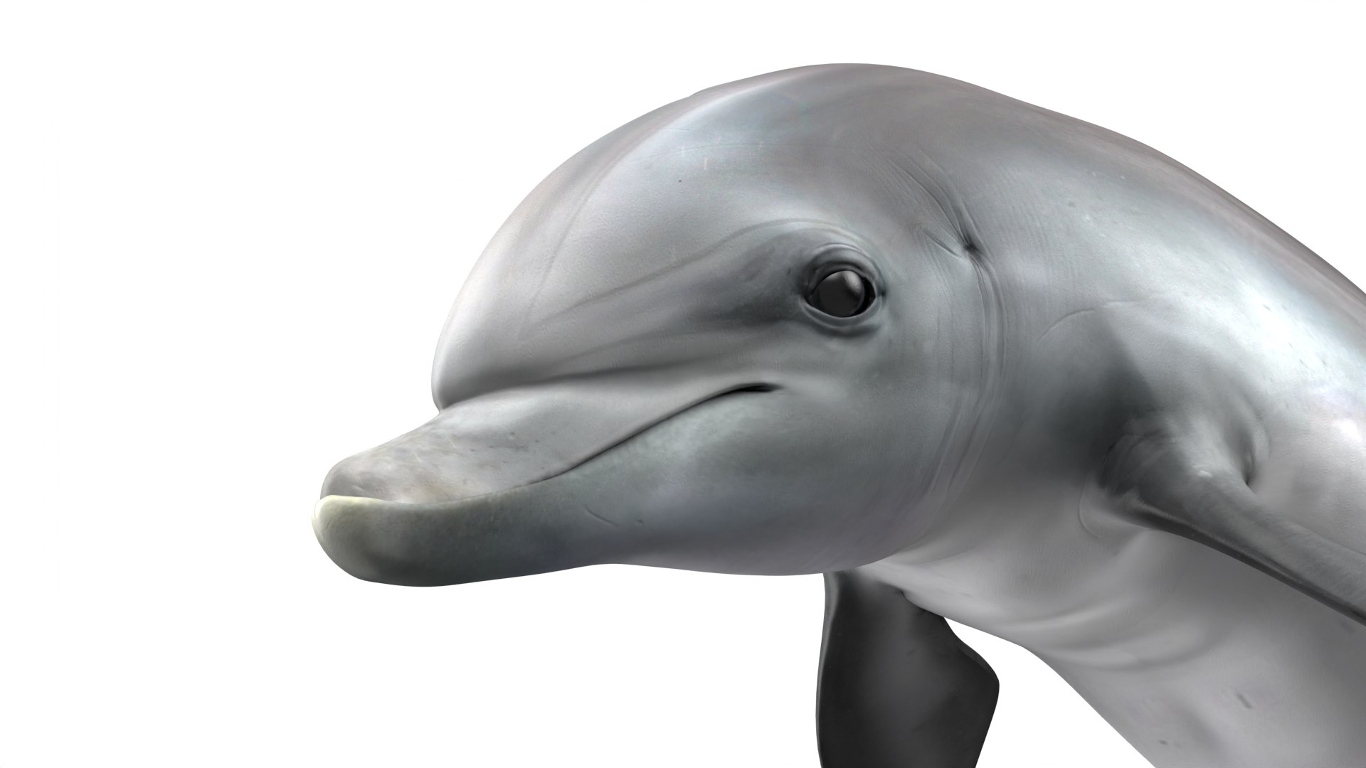 Realistic Bottlenose Dolphin Jump Model - TurboSquid 2265172