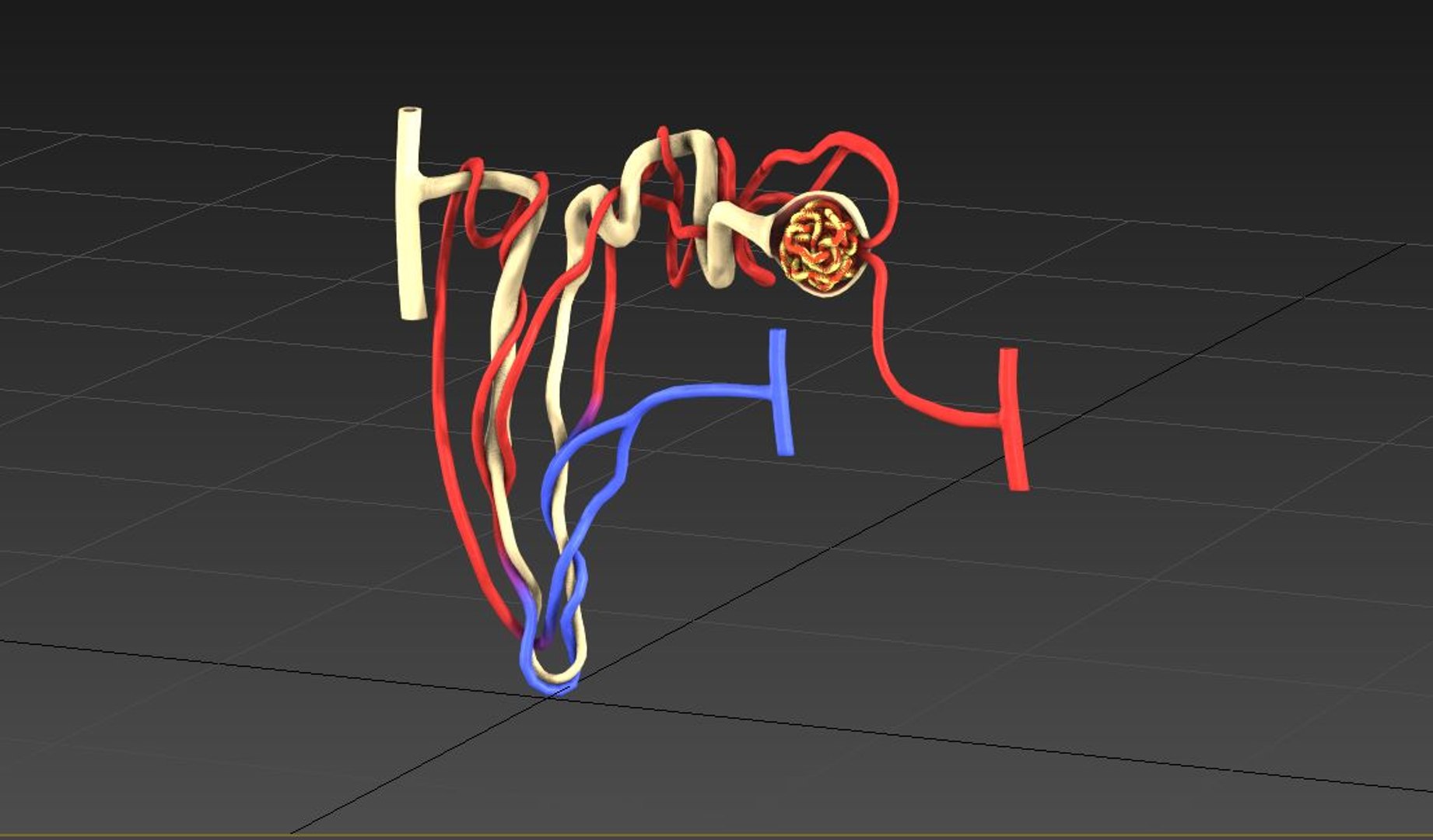 Nephron Glomerulus 3D - TurboSquid 2435922