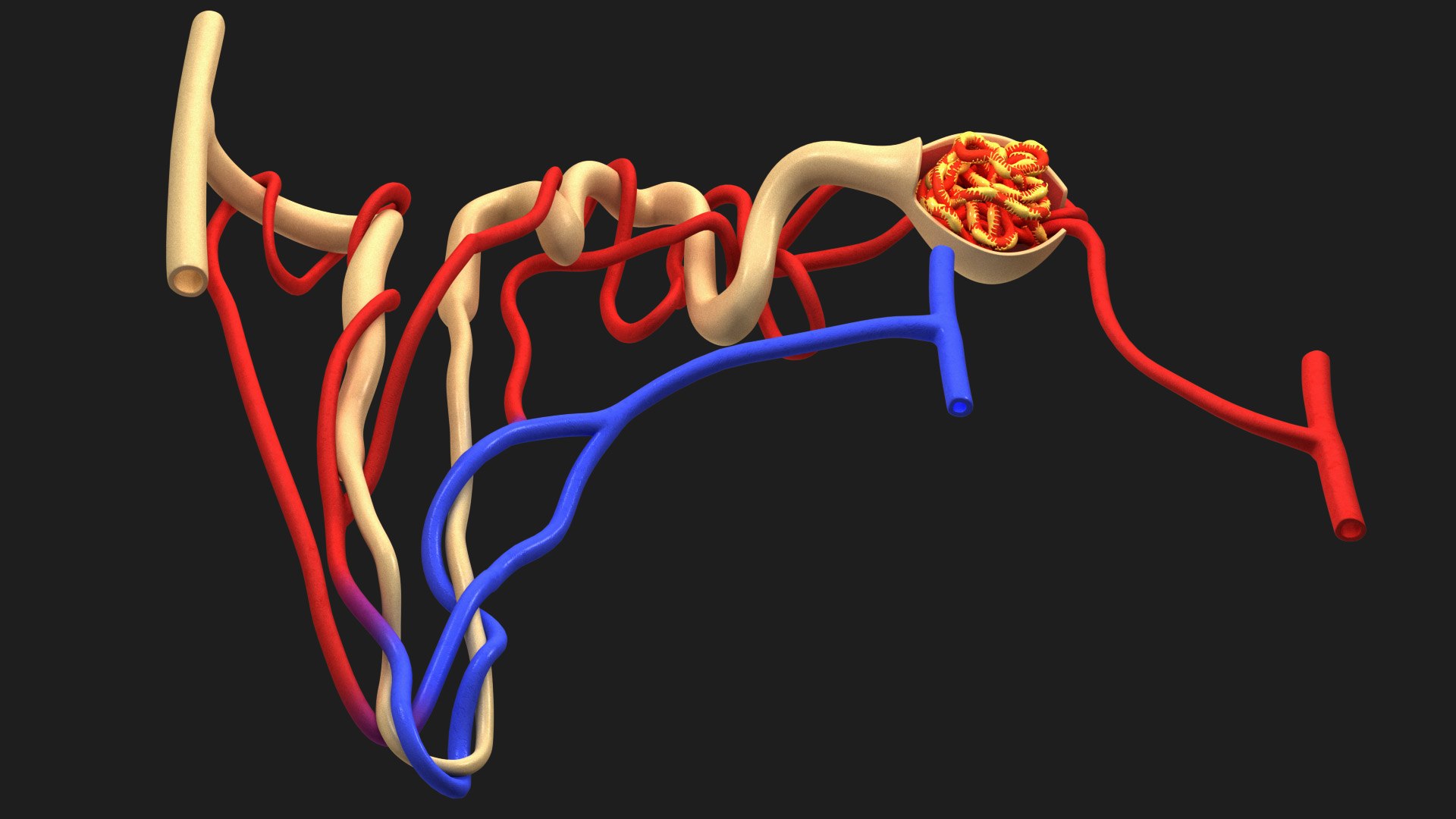 Nephron Glomerulus 3D - TurboSquid 2435922