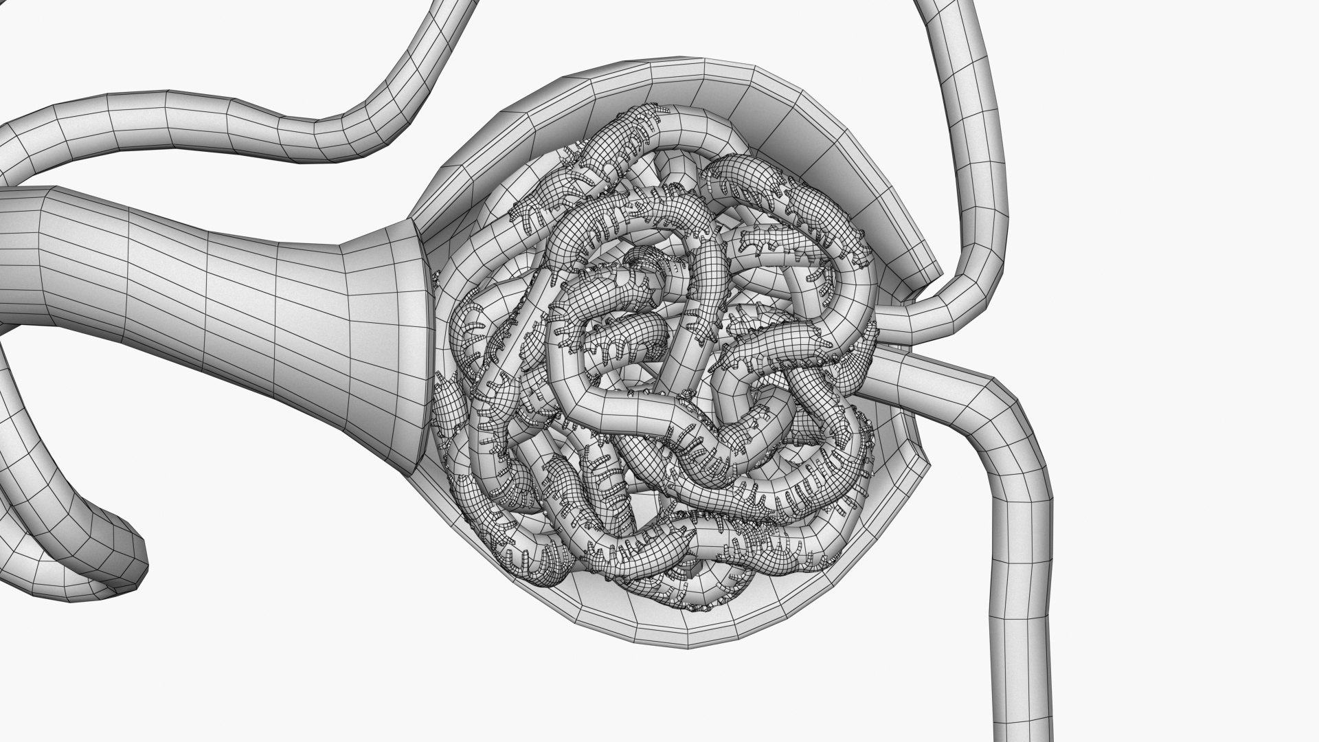 Nephron Glomerulus 3D - TurboSquid 2435922