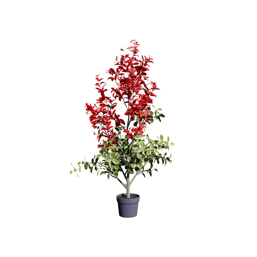 3D Realistic Photinia Potted Plant Model - TurboSquid 2242252