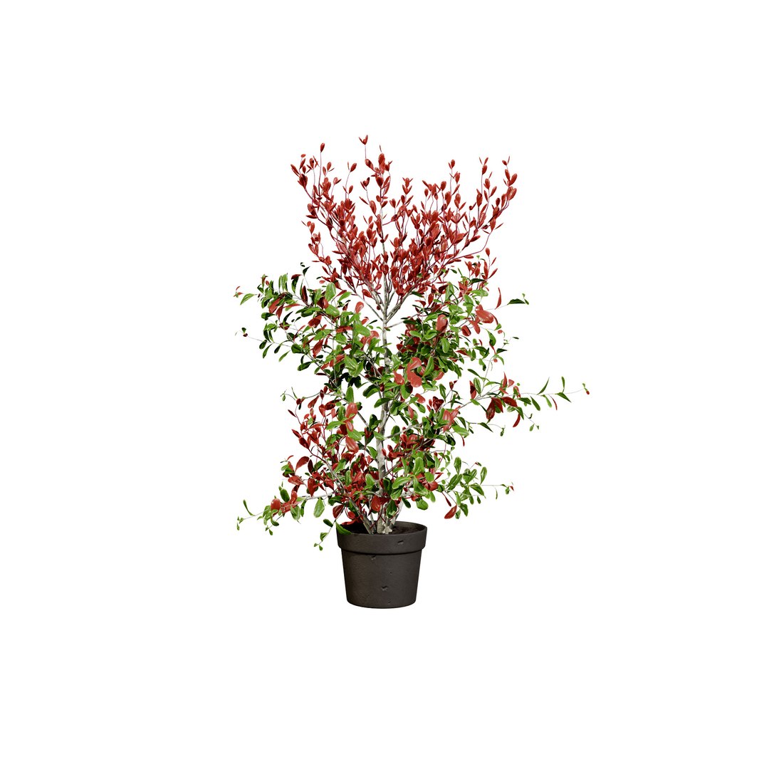 3D Realistic Photinia Potted Plant Model - TurboSquid 2242252