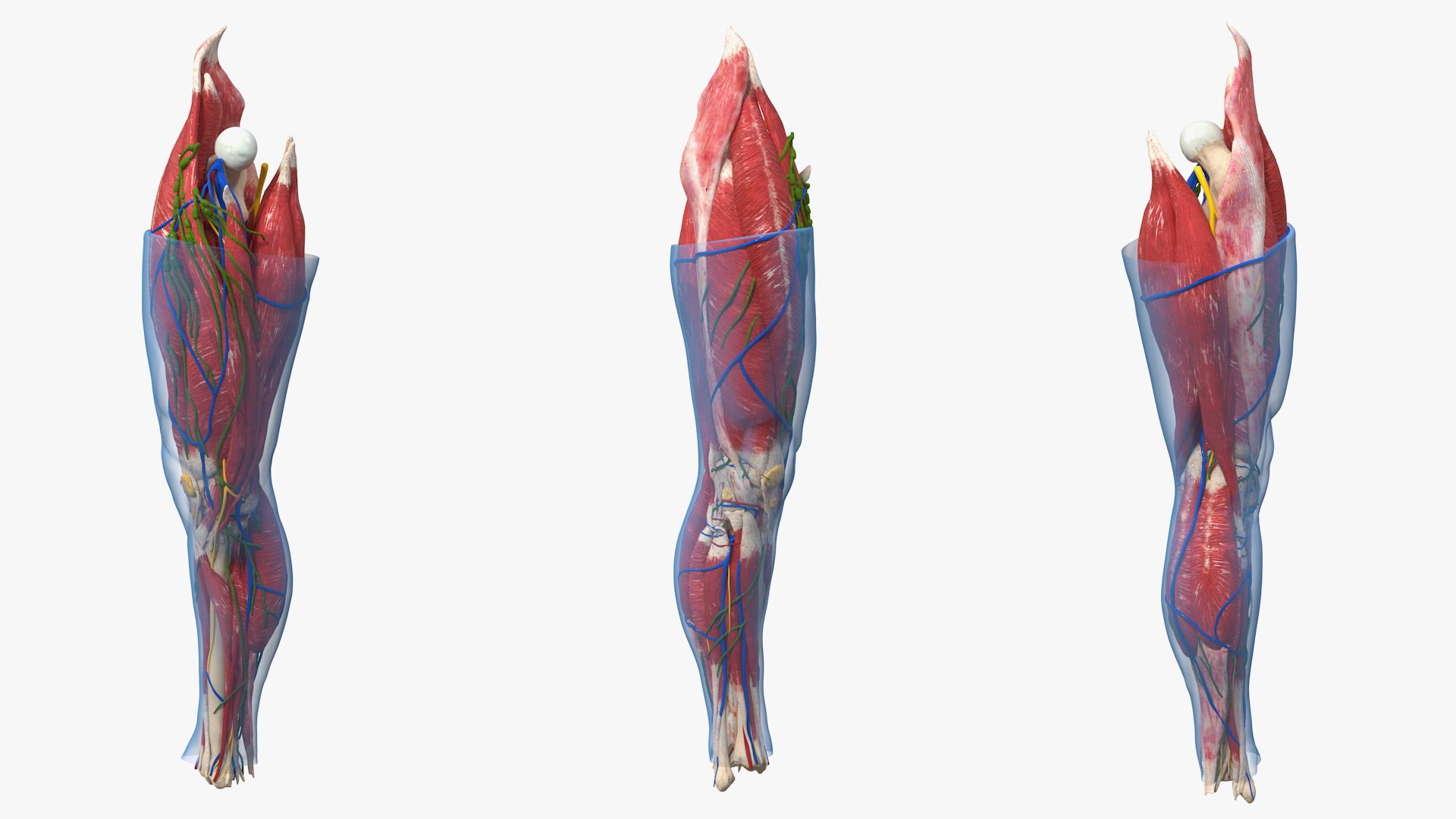 Human knee joint anatomy model - TurboSquid 1585348