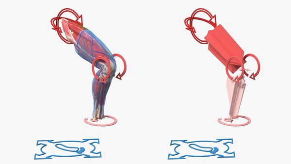 Human knee joint anatomy model - TurboSquid 1585348