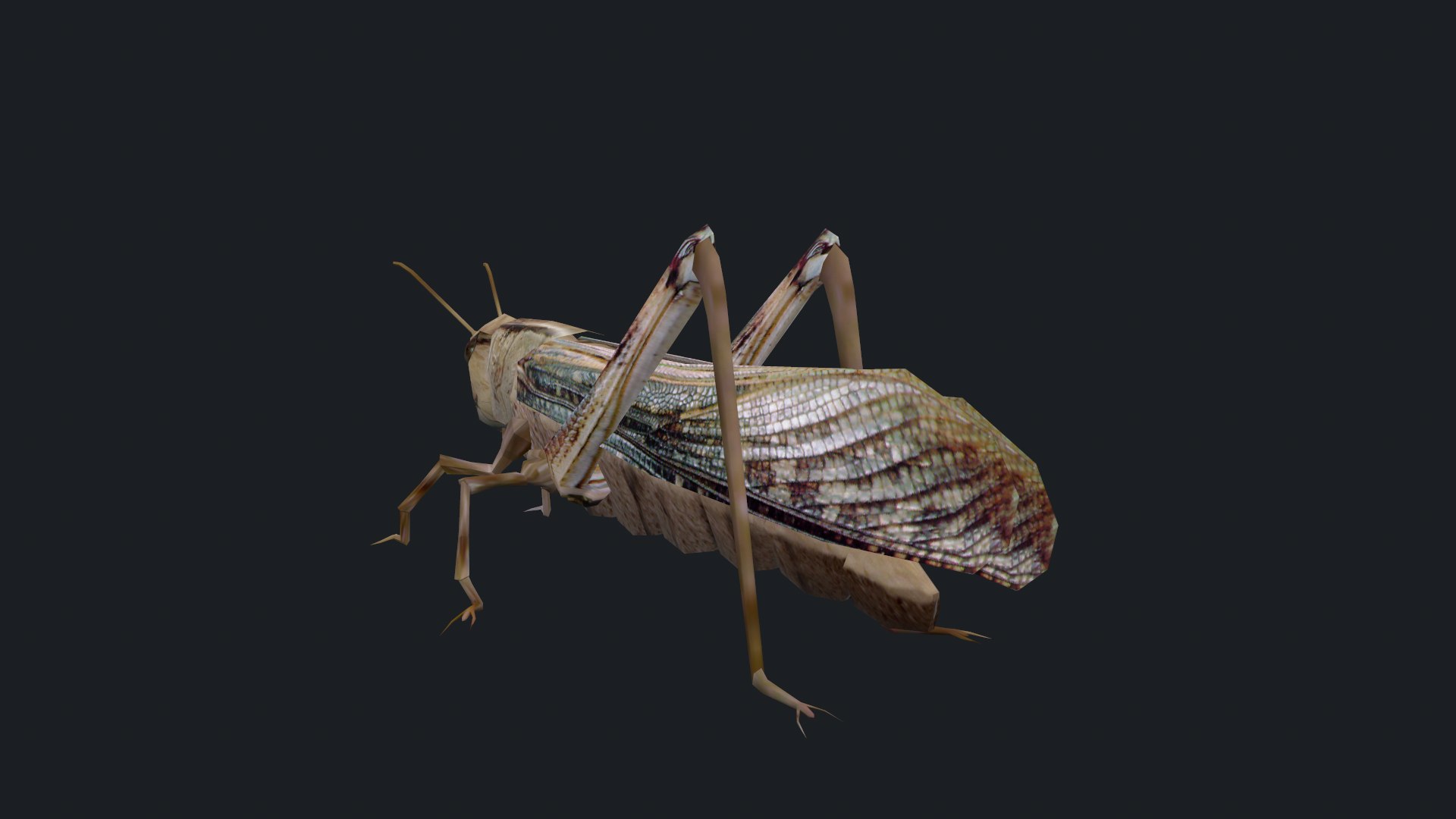 3D Animated Locust Grasshopper - TurboSquid 2248885