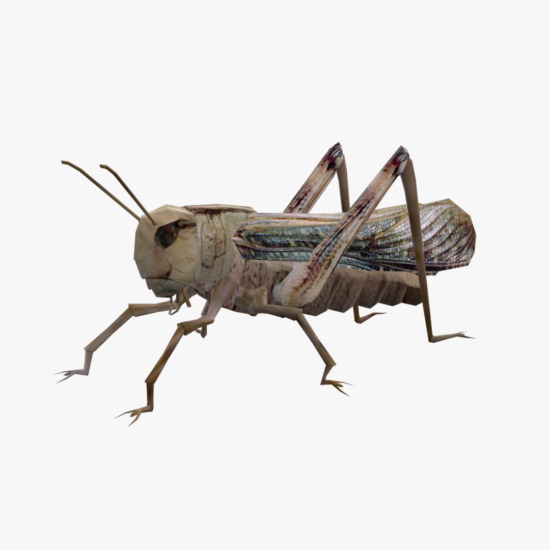 3D Animated Locust Grasshopper - TurboSquid 2248885