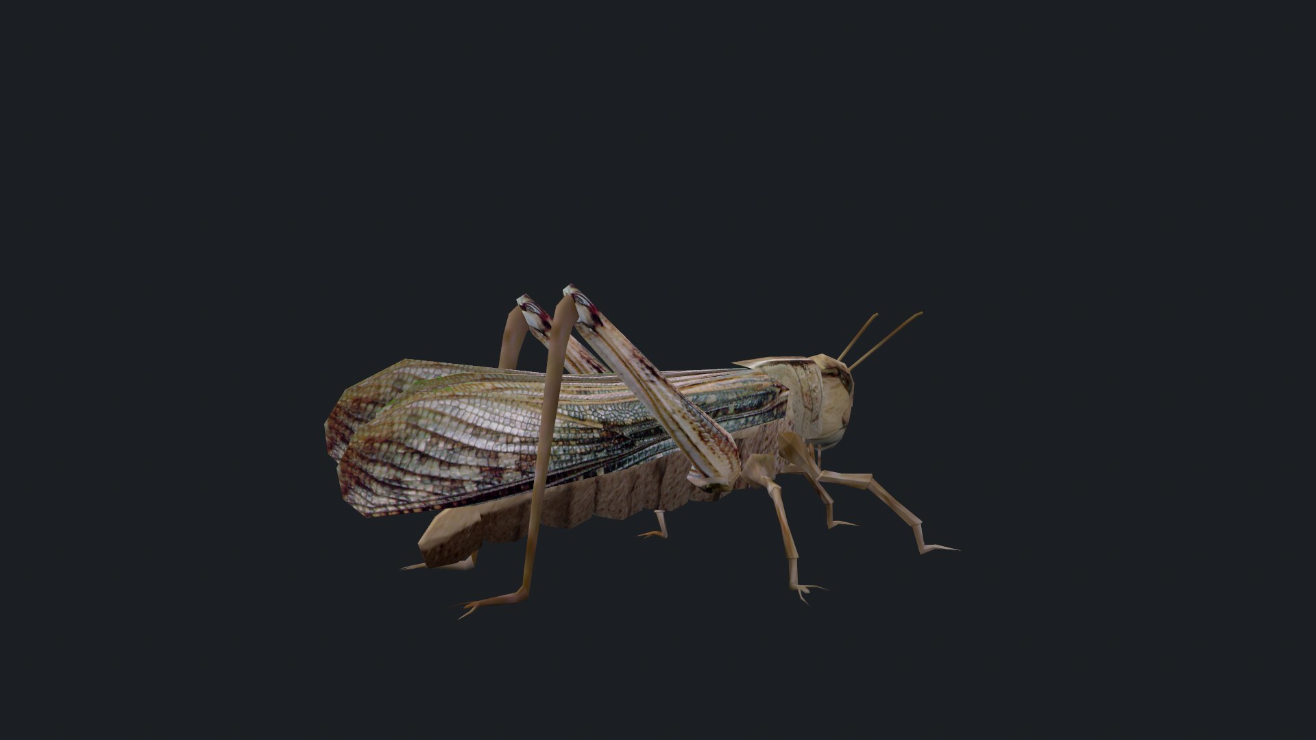 3D Animated Locust Grasshopper - TurboSquid 2248885