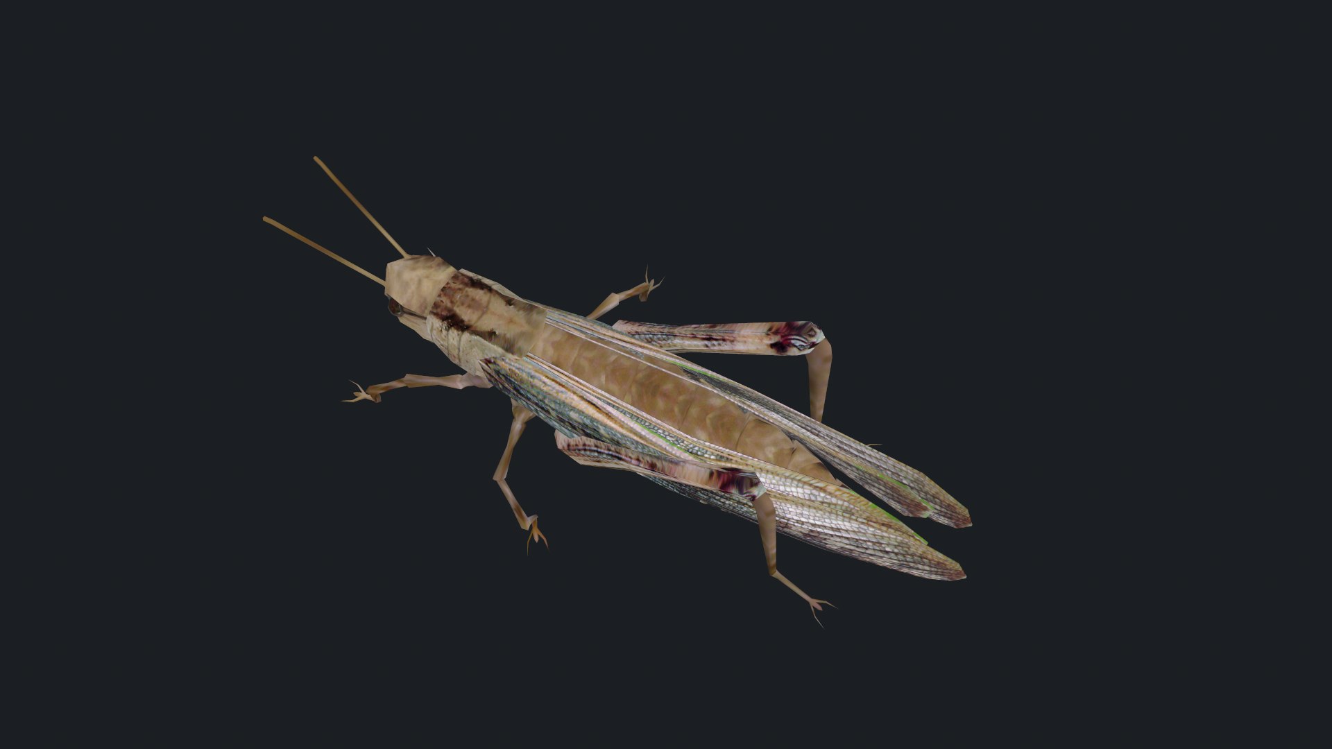 3D Animated Locust Grasshopper - TurboSquid 2248885