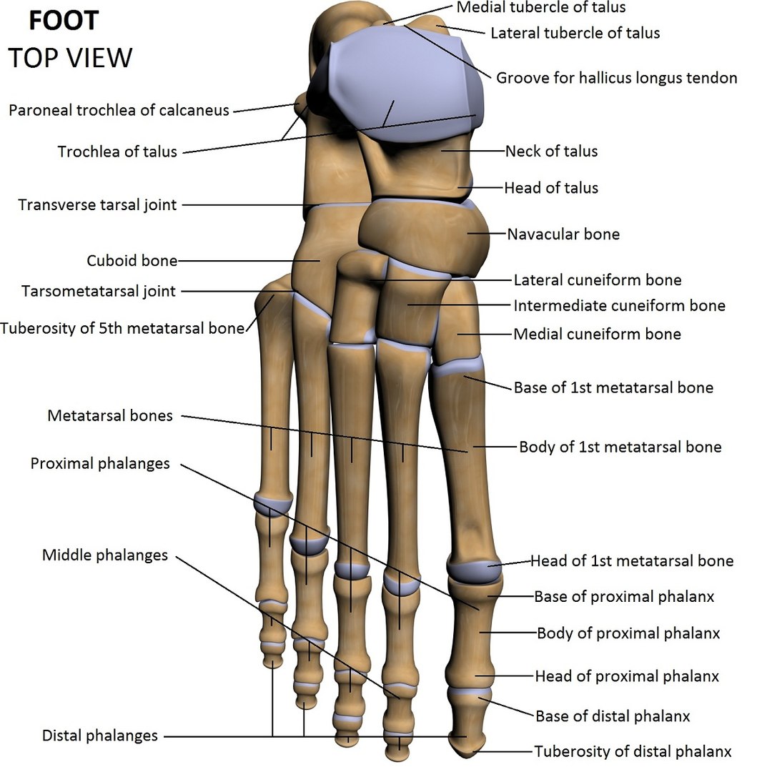 Lower Limb 3d W3d