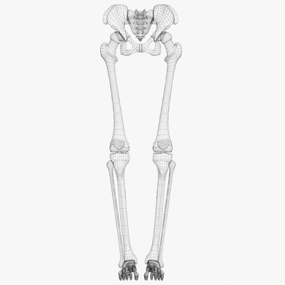 Lower Limb 3d W3d