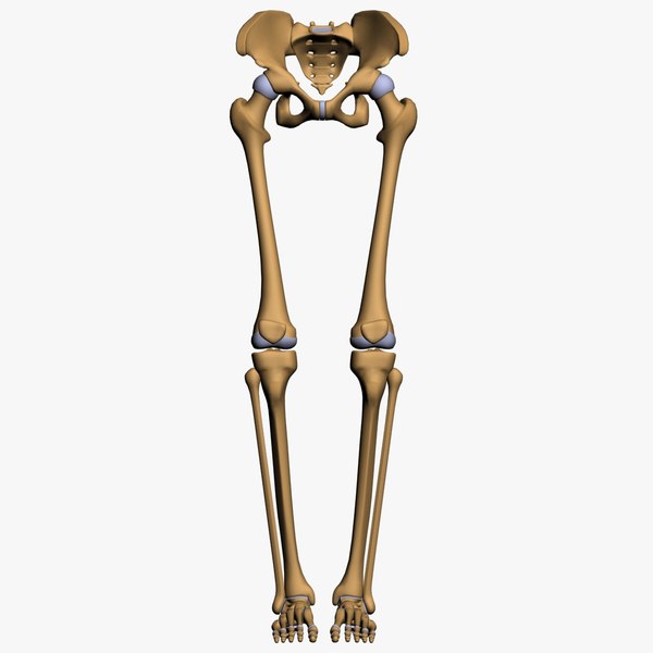 lower limb 3d w3d