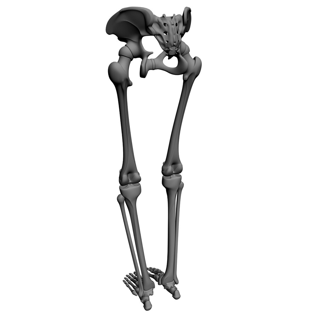 Lower Limb 3d W3d