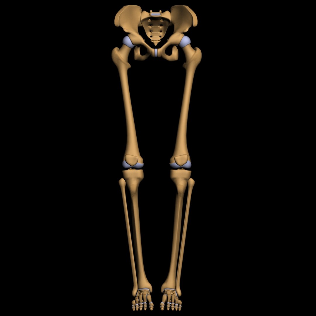Lower Limb 3d W3d