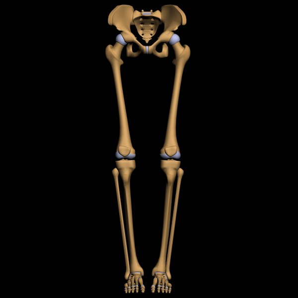 lower limb 3d w3d