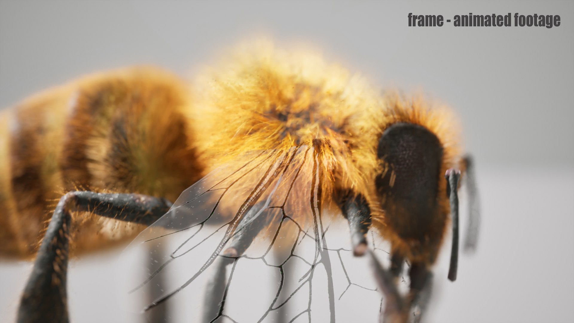 Honey Bee FUR UNREAL Project 3D - TurboSquid 2273577