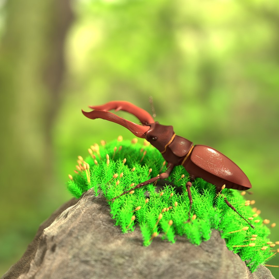 3d Beetle Model