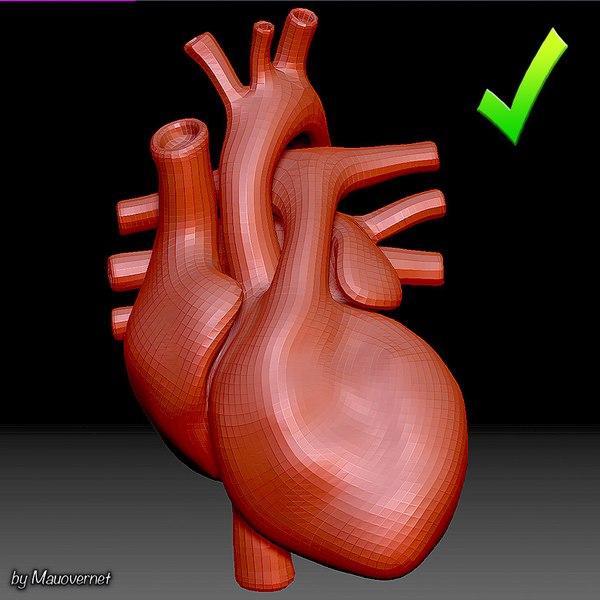 3d heart cycle animation