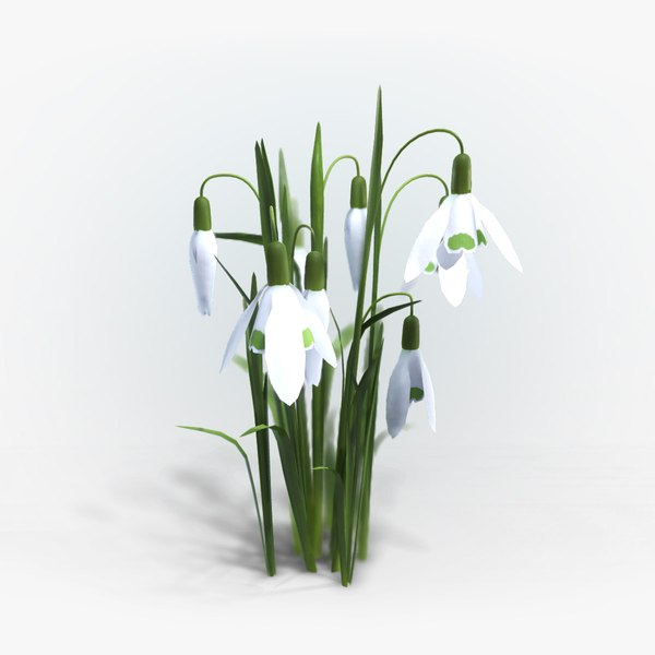 Snowdrop Flower 3D Models for Download | TurboSquid