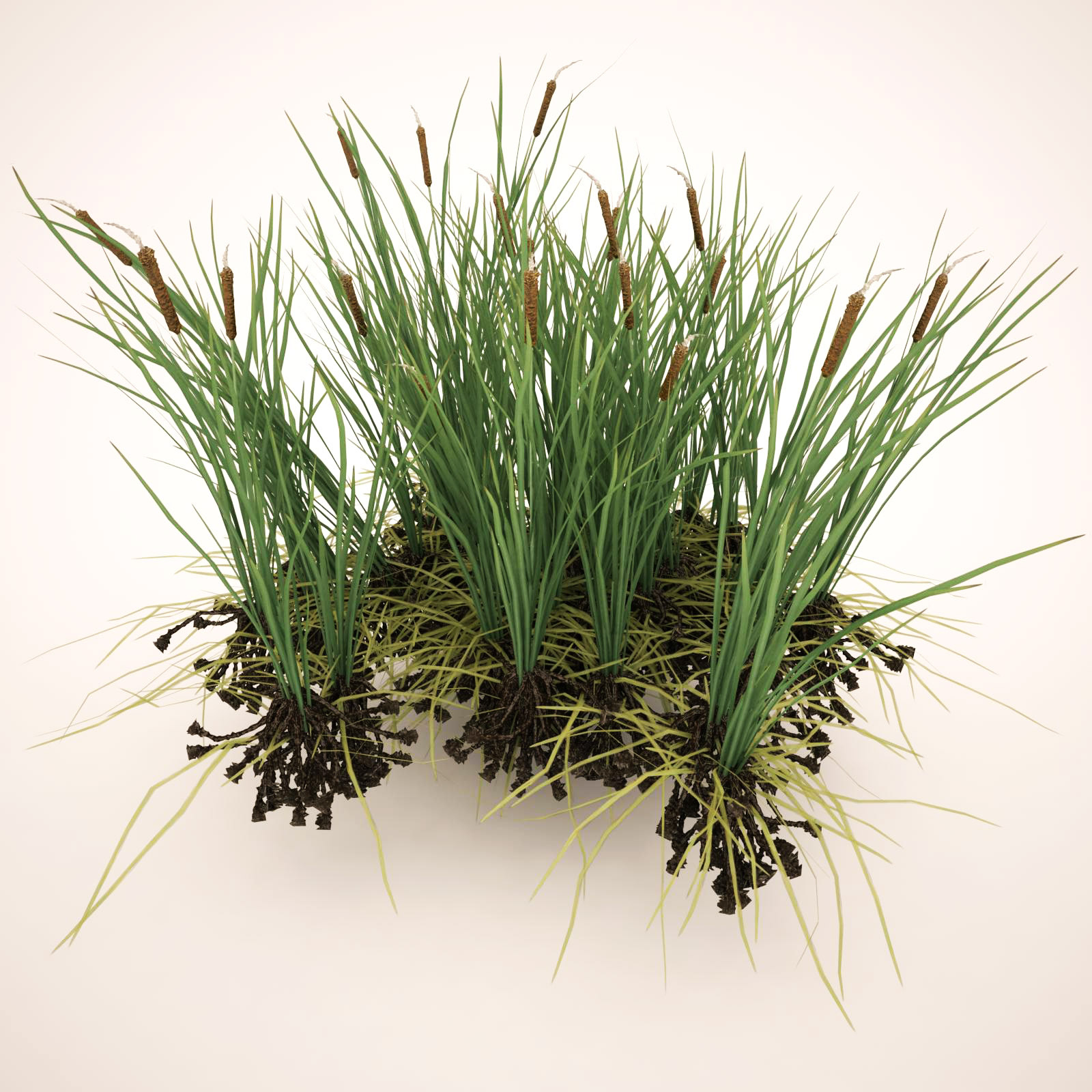 3d typha common bulrush