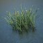 3d Typha Common Bulrush
