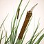 3d Typha Common Bulrush