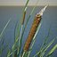 3d Typha Common Bulrush