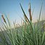 3d Typha Common Bulrush